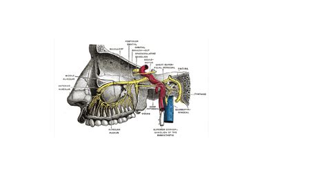 Temporal Bone Correction In Temporal Bone Fracture Pptx