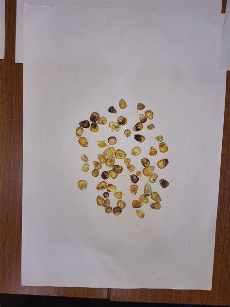 Grain Dataset Object Detection Dataset By Corn Detection