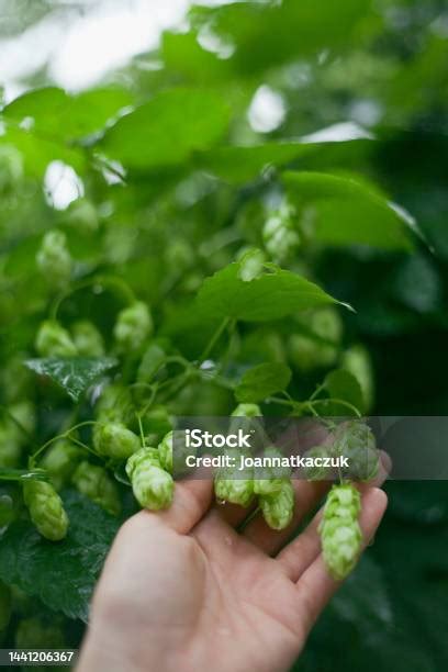 녹색 홉 콘 Humulus Lupus 야채와 약용 정원에서 수집 공예 맥주 생산의 중요한 성분 Brewmaster에 대한 스톡 사진 및 기타 이미지 Istock