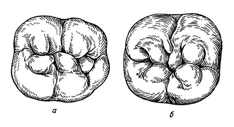 Второй моляр нижней челюсти — Стоматология