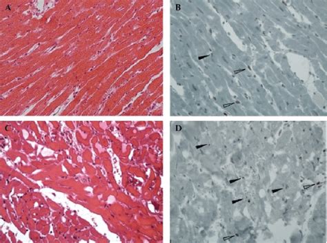 Representative Hematoxylineosin Staining A And C And Cleaved