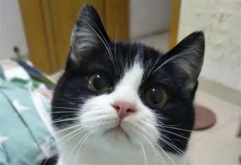 奶牛猫是什么品种？感兴趣的来看看吧 宠物网