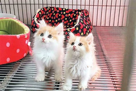 Cat Love Of Nguyen Bao Sinh