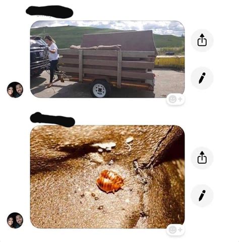 Single Mom Tries To Scam Person She Bought A Couch From With Fake Bed Bug Pics Gets Owned