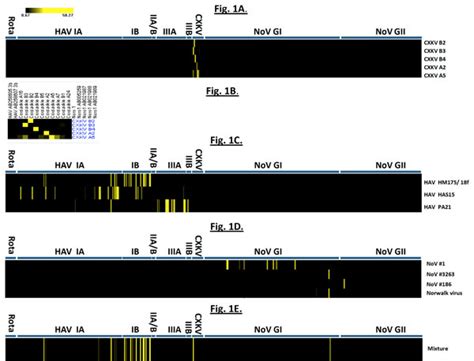 Detection And Identification Of Common Food Borne Viruses With A Tiling Microarray