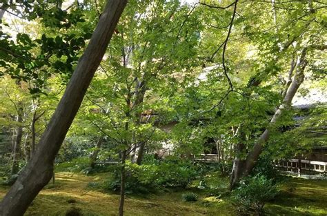 祇王寺 花の降る里