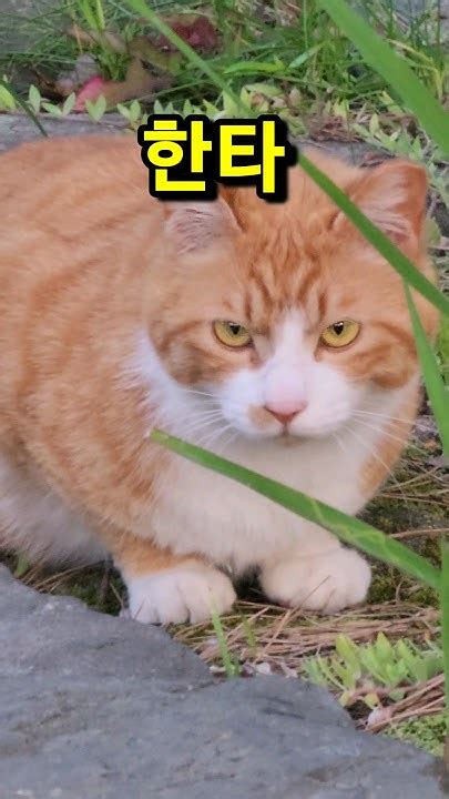 한타 가운데 낯가림이 심한 아이넌 이름이 뭐니 가까이하기에 먼 냥이 Youtube