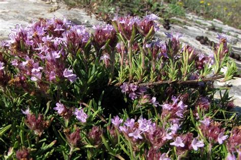 Чабрец (тимьян)? 12 лечебных свойств, польза и вред для организма