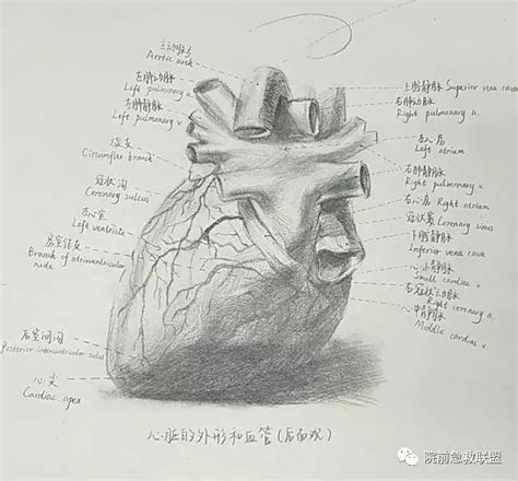 肺的手绘图 肺的图片手绘图 怎样画肺画 大山谷图库