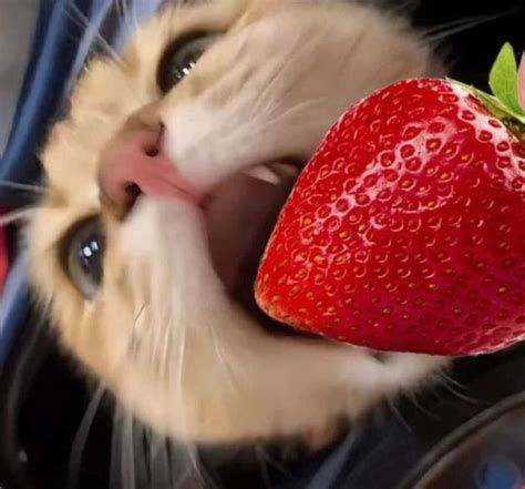 Strawberry Cat Delicious Fruit Gatos Bonitos Gatitos Afortunado