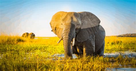 Whispers In The Herd Decoding Elephant Behavior The Natureye