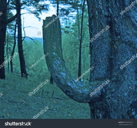 Broken Branch Like Human Penis Growing Stock Photo Shutterstock