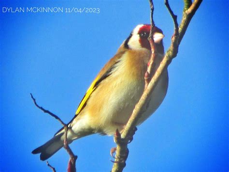 Img2698 02 Dylan Mckinnon Flickr