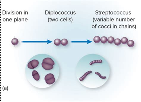 Chapter 4 Prokaryotes Flashcards Quizlet
