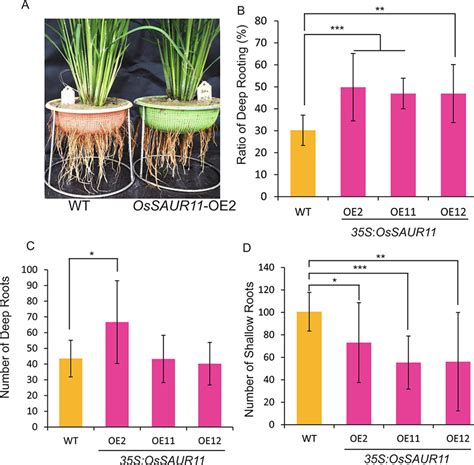 Overexpression Of Ossaru11 Increased The Ratio Of Deep Rooting Of Download Scientific Diagram