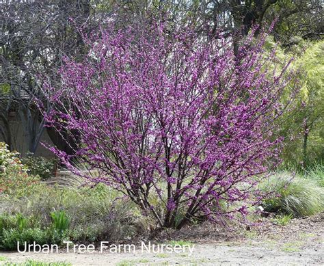Cercis Occidentalis Tree