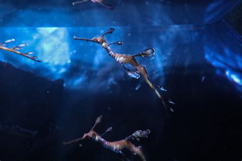 Sea Dragon Tank Chinese Water Dragon Complete Lighting And Heating