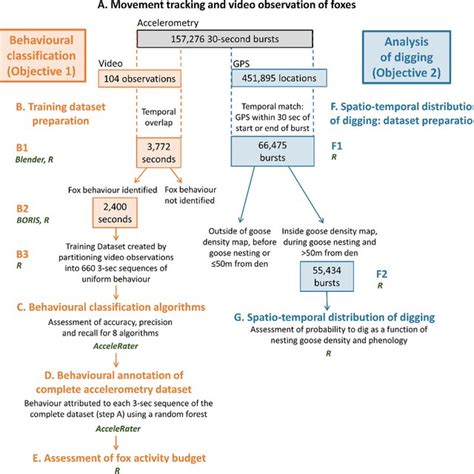 Methodological Workflow For The Behavioural Classification Of