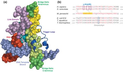 Evolutionary Conservation And Arrangement Of Domains In The Rnap Active