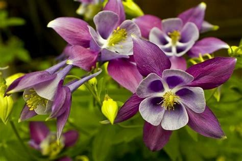 10 неприхотливых но очень красивых цветов для вашего сада