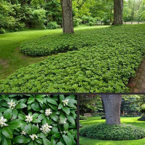 Пахизандра верхушечная Green carpet / Pachysandra terminalis Green ...