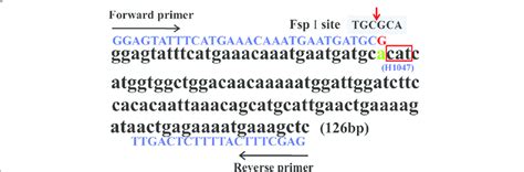The Nucleotide Sequence Design For The Detection Of The Pik3ca H1047r Download Scientific