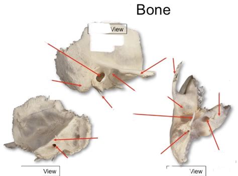 Chapter Axial Skeleton LAB Diagram Quizlet