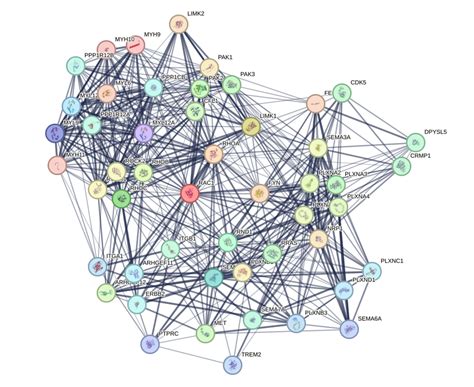 Pathcards Semaphorin Interactions Pathway And Related Pathways