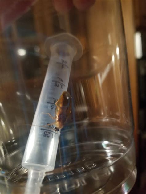 Is It A Roach R Whatsthisbug