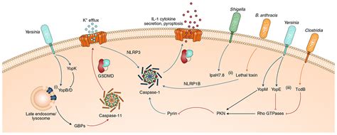 Effector Triggered Immunity And Pathogen Sensing In Metazoans Pmc