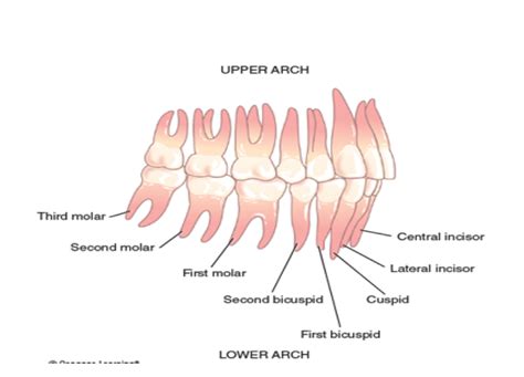 Oral Cavity Diagram Quizlet