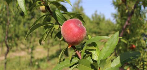 Разсадник Шумен