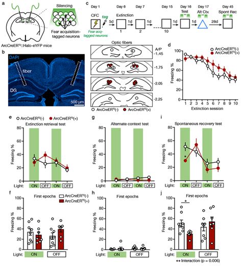 Distinct Hippocampal Engrams Control Extinction And Relapse Of Fear Memory Pmc