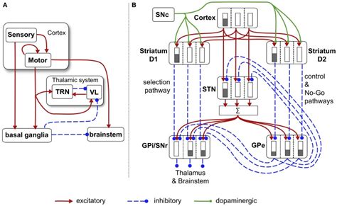 Schematic Diagram Of The Basal Ganglia Neural Network Component Of The Download Scientific