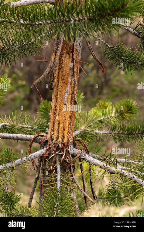 Sapling Damaged By Buck Deer Rubbing Their Antlers Until The Bark Strips Away This Kind Of