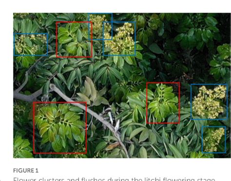Figure 1 From A Novel Approach For Estimating The Flowering Rate Of Litchi Based On Deep