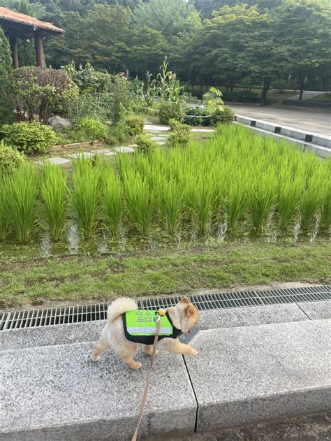 공원 순찰중 활동 모습 반려견 순찰대