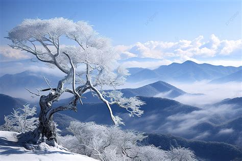 산에 눈 덮인 나무 한 그루 겨울 높은 해상도 구름 배경 일러스트 및 사진 무료 다운로드 Pngtree