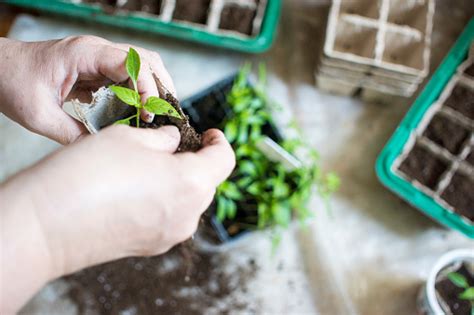 아기 식물 파종 농업 묘목을위한 블랙 홀 트레이 봄 심기 초기 모종 창턱에 집에서 상자에 씨앗에서 성장 개념 가난한 식물 관리