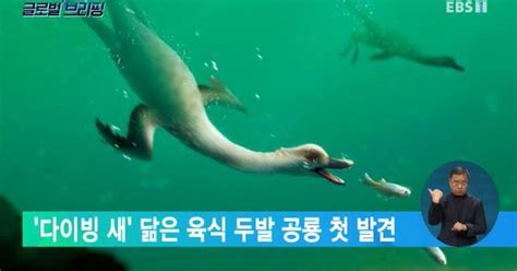 다이빙 새 닮은 육식 두발 공룡 첫 발견