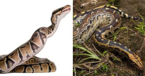 body of 54 year old missing woman found inside 7 meter long python
