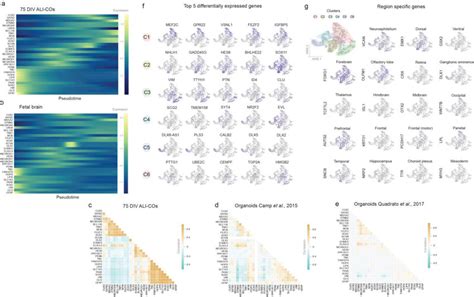 Resemblances Of The Developmental Gene Expression Profile Between The Download Scientific