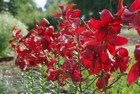 Liilia Lilium Red Velvet Anu Aed