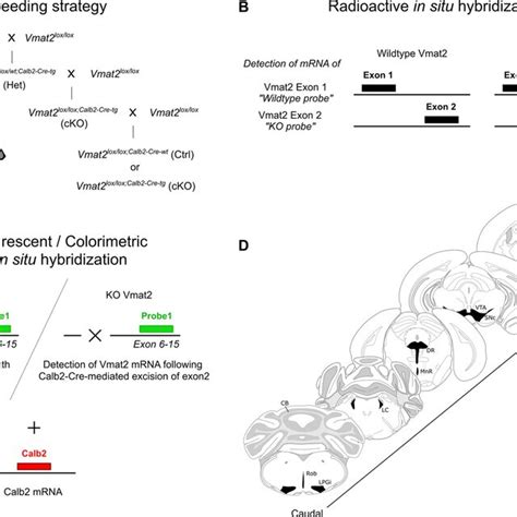 Illustrations Of The Experimental Approach Schematic Of Breeding Download Scientific Diagram