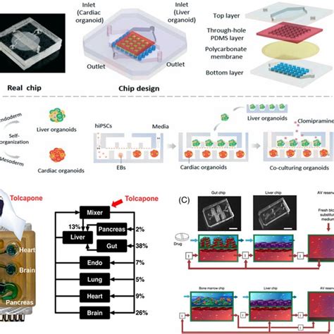 Multi‐organ Platforms Integrating Liver‐on‐a‐chip Devices A Download Scientific Diagram