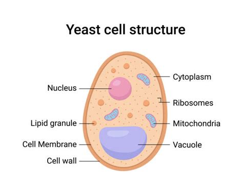 Yeast Budding Illustrations Illustrations Royalty Free Vector Graphics And Clip Art Istock