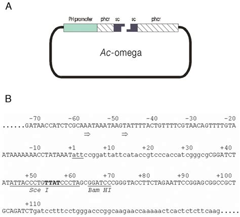A Schematic Of Ac Omega Containing The Sce I Single Cut Site Sc For Download Scientific
