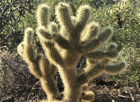 Cholla Cactus Crosland