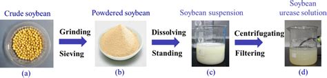 Process Of Preparing The Soybean Urease Solution Download Scientific Diagram