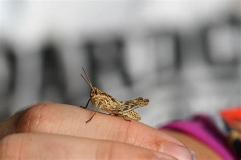 Premium Photo Cropped Hand With Grasshopper